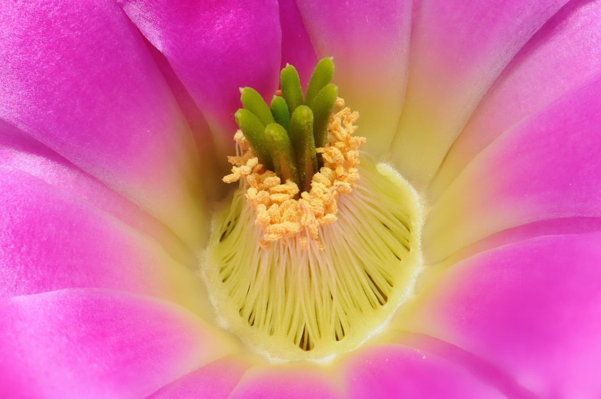 PHOTOS – Central Oklahoma Cactus & Succulent Society