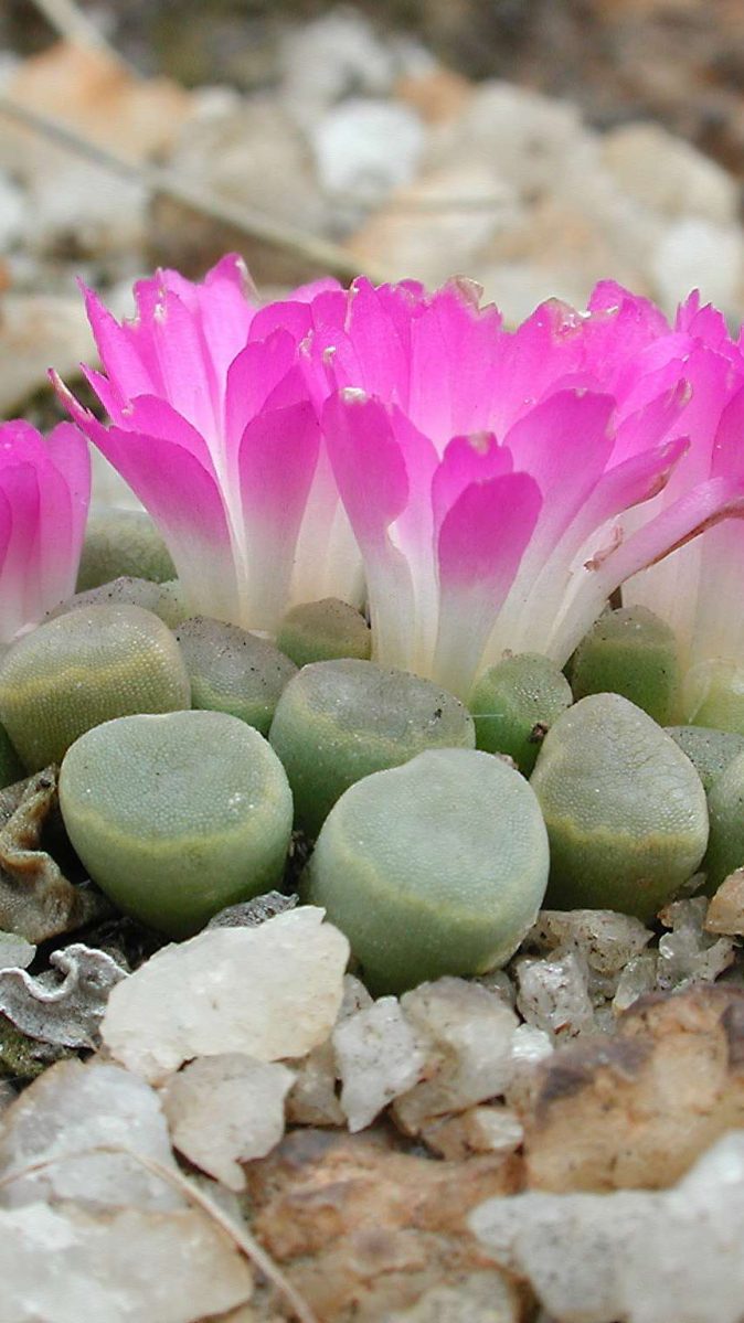ABOUT – Central Oklahoma Cactus & Succulent Society
