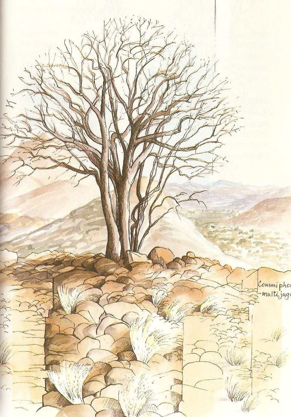 Commiphora – Central Oklahoma Cactus & Succulent Society