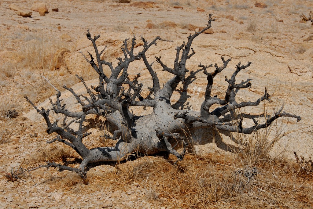 Commiphora – Central Oklahoma Cactus & Succulent Society