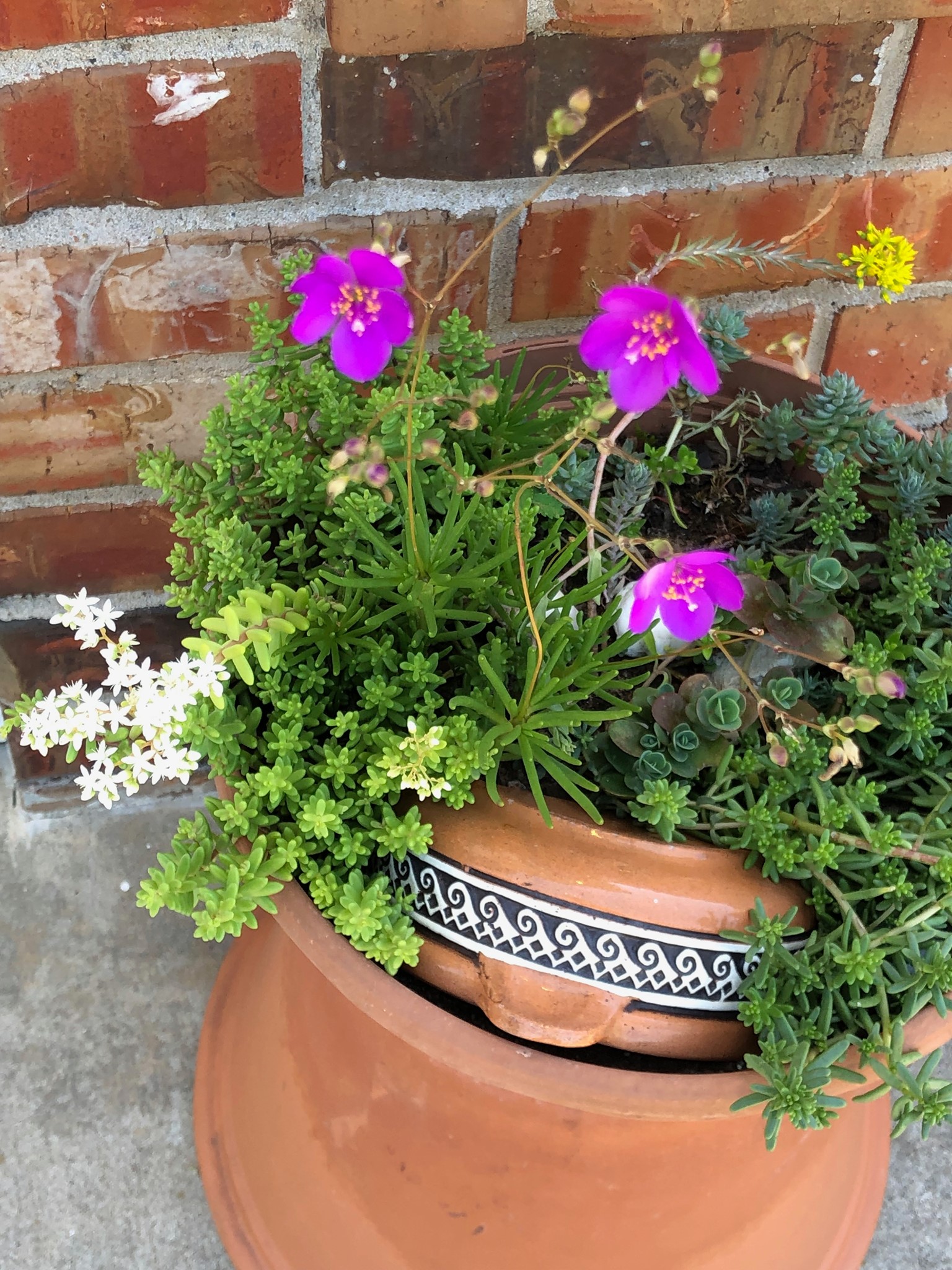 Genus of the month – Central Oklahoma Cactus & Succulent Society