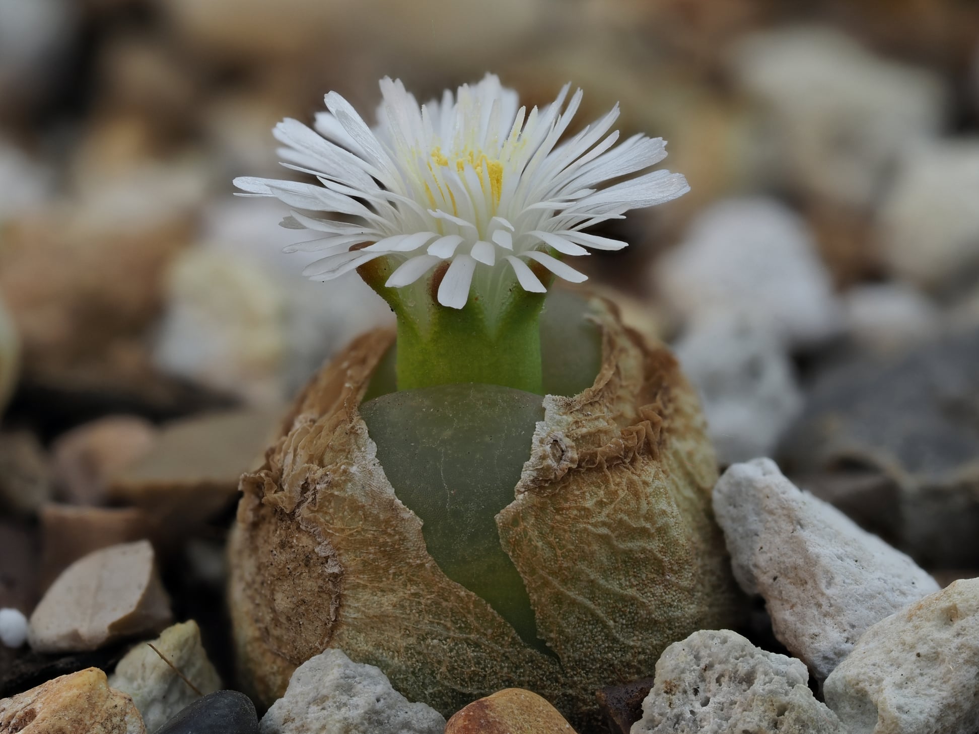 Genus of the month – Central Oklahoma Cactus & Succulent Society