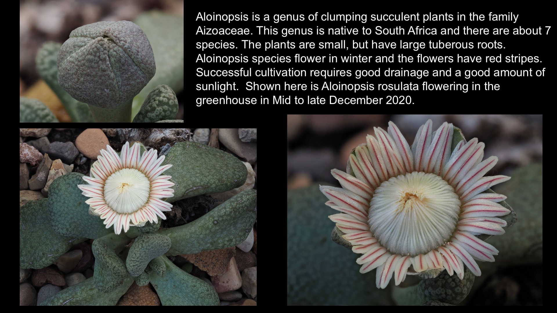 Genus of the month – Central Oklahoma Cactus & Succulent Society