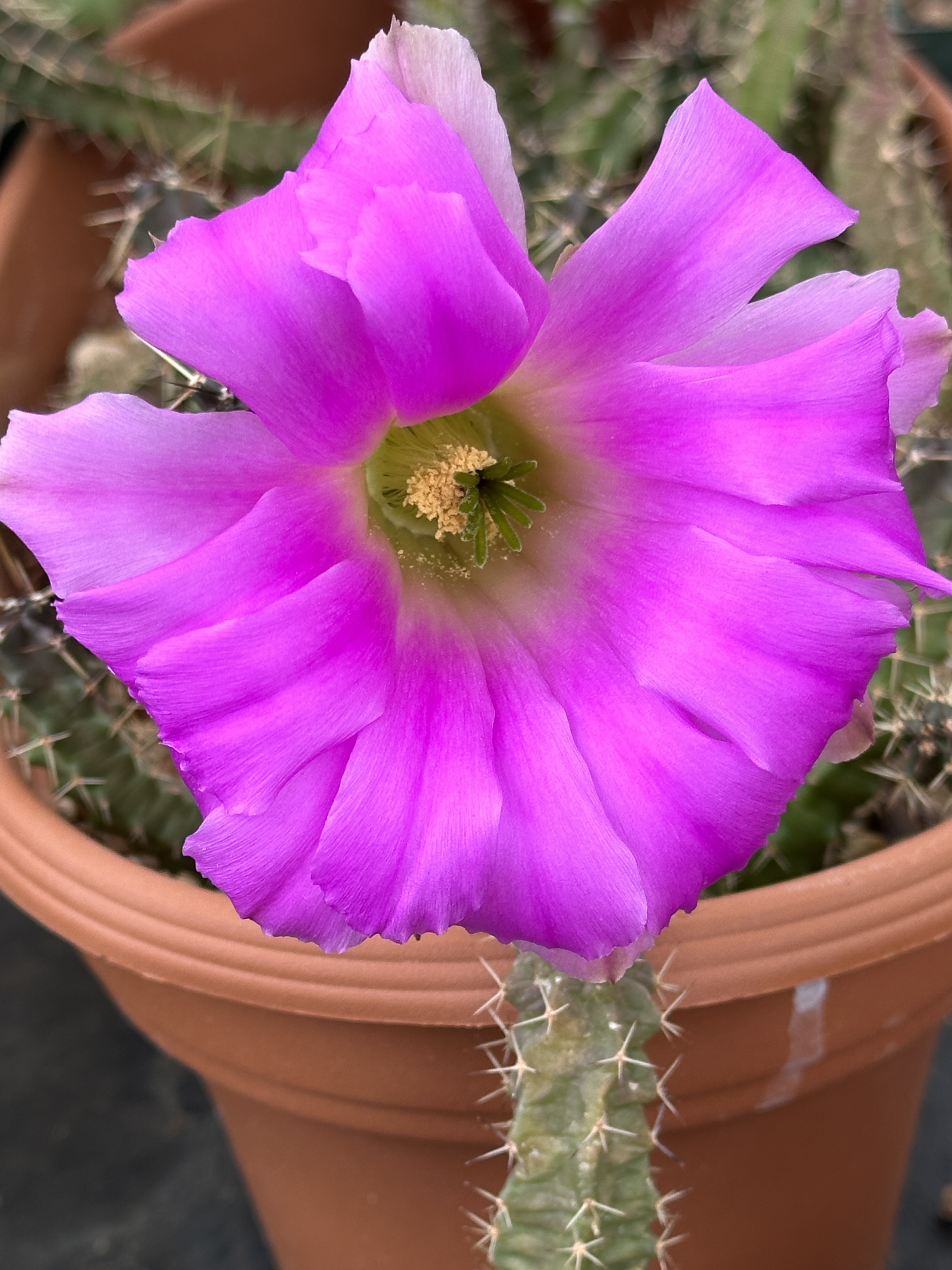 Central Oklahoma Cactus & Succulent Society